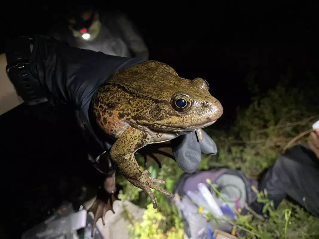 биолог държи застрашена жаба