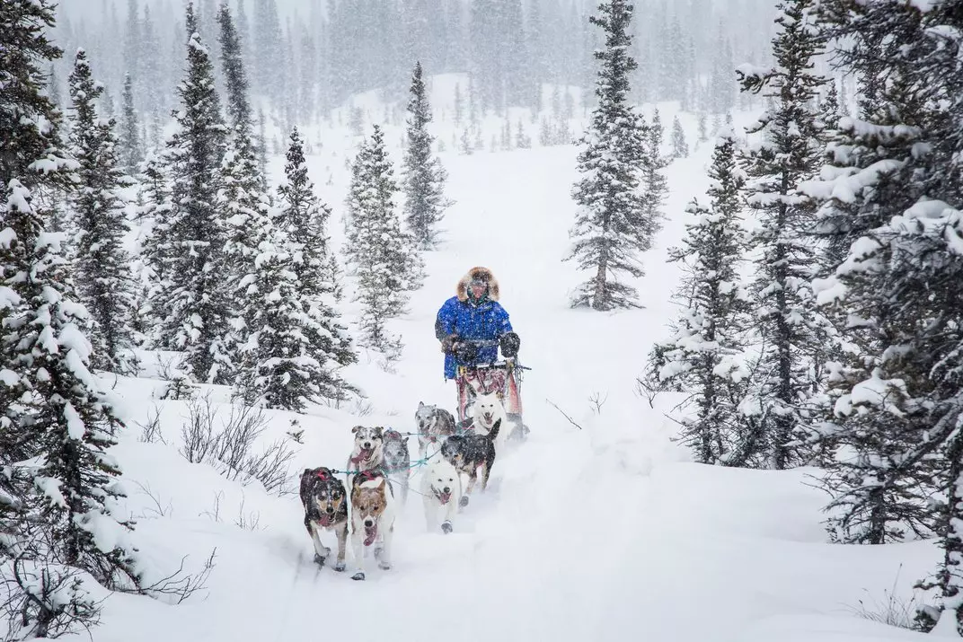 Ինչպես երկու անգամ Iditarod մրցարշավորդը սիրահարվեց շան սահնակով 21578_5