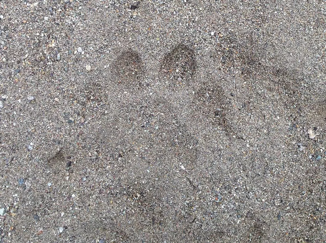 El Jefe's paw print