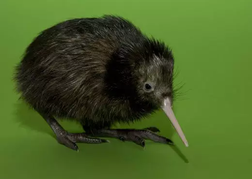 Avez-vous déjà rencontré un Kiwi qui vient de s'appeler Hiri ? (En bas du zoo !)