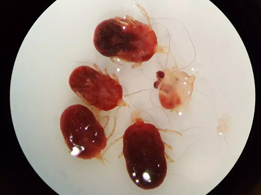 Zecche di pipistrello (Ornithodoros) al microscopio. Questi parassiti si nutrono principalmente di pipistrelli e sono stati raccolti da pipistrelli appollaiati sotto un tempio Maya in Belize. Si sa molto poco di queste zecche e molte specie sono sconosciute alla scienza. (Kelly Speer)