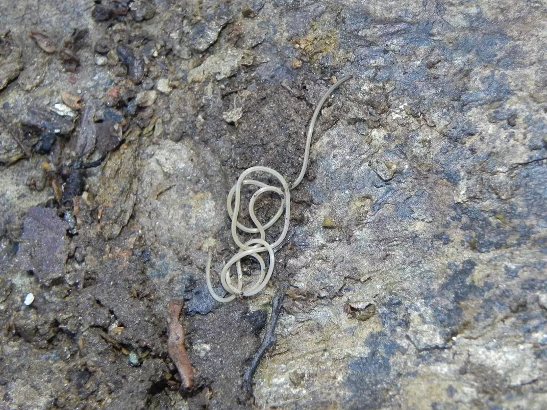 Un verme bianco su una roccia grigia.