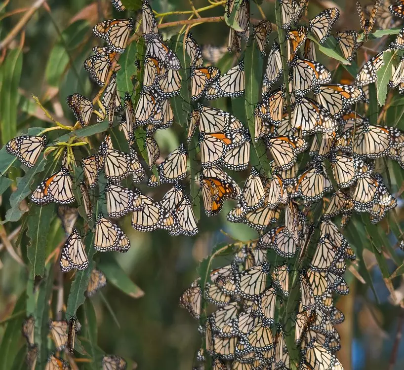 Monarxlar