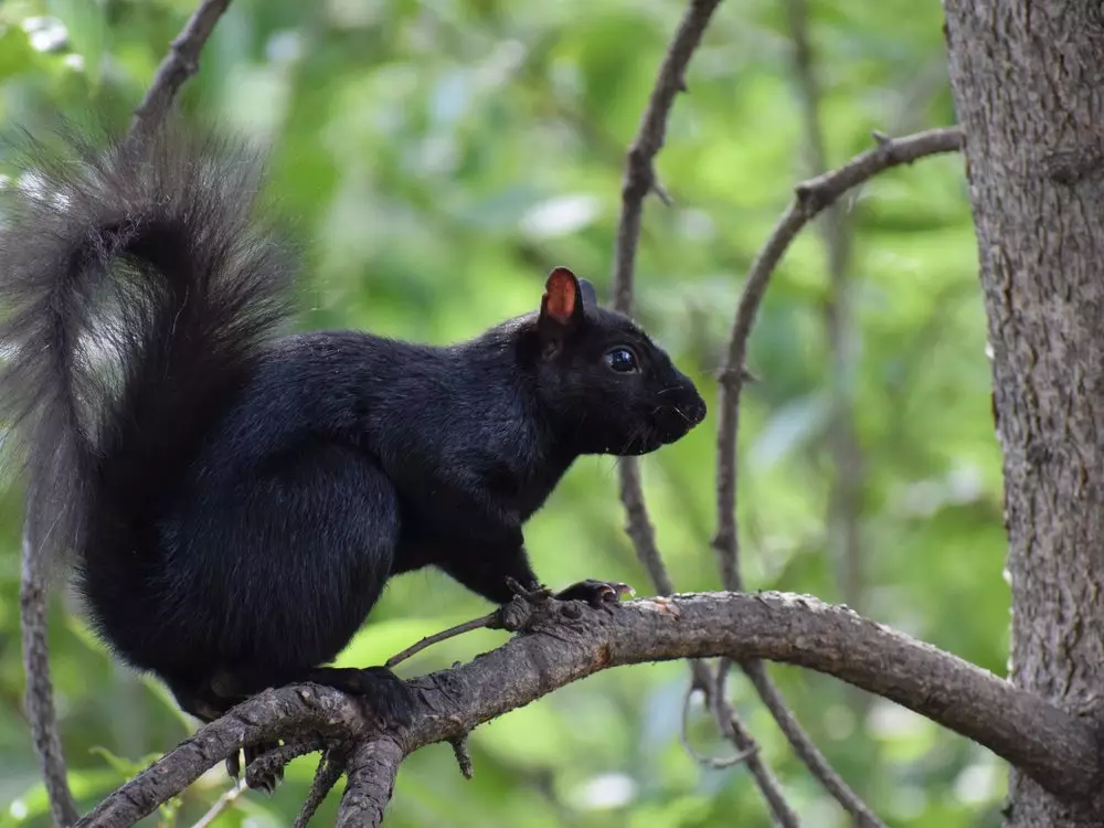 Ho Hōlisa Li-Interspecies ho Ikarabela Bakeng sa Mebala e Meng ea Li-squirrels 'Black Coloring