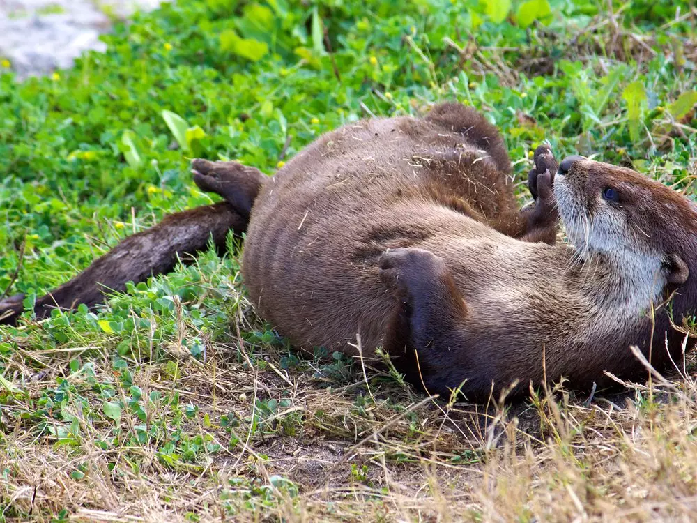 North American River Otter (Lontra canadensis) ที่เขตรักษาพันธุ์สัตว์ป่าแห่งชาติ Pelican Island ในรัฐฟลอริดา (เครดิต: Keenan Adams, US Fish & Wildlife Service)