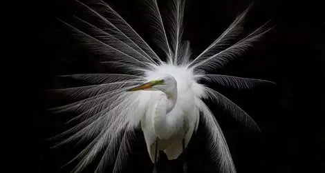 Great White Egret, vum Antonio Soto, fotograféiert Mäerz 2009, South Florida