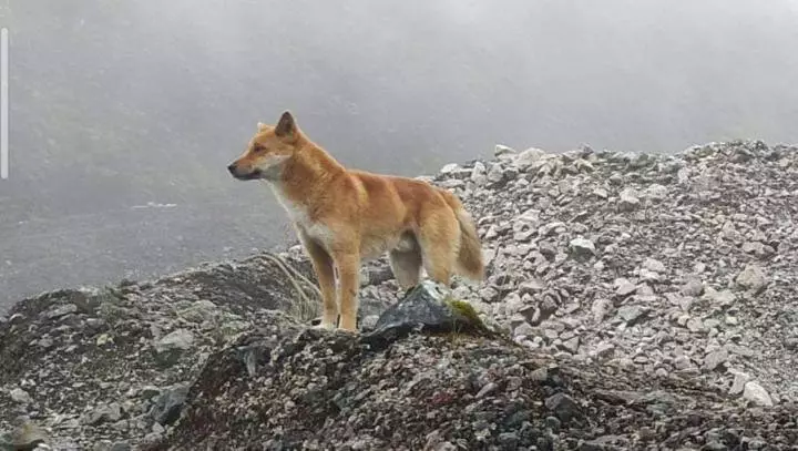 Ni ero lati Parun, Awọn aja Akọrin New Guinea Ri laaye ninu Egan