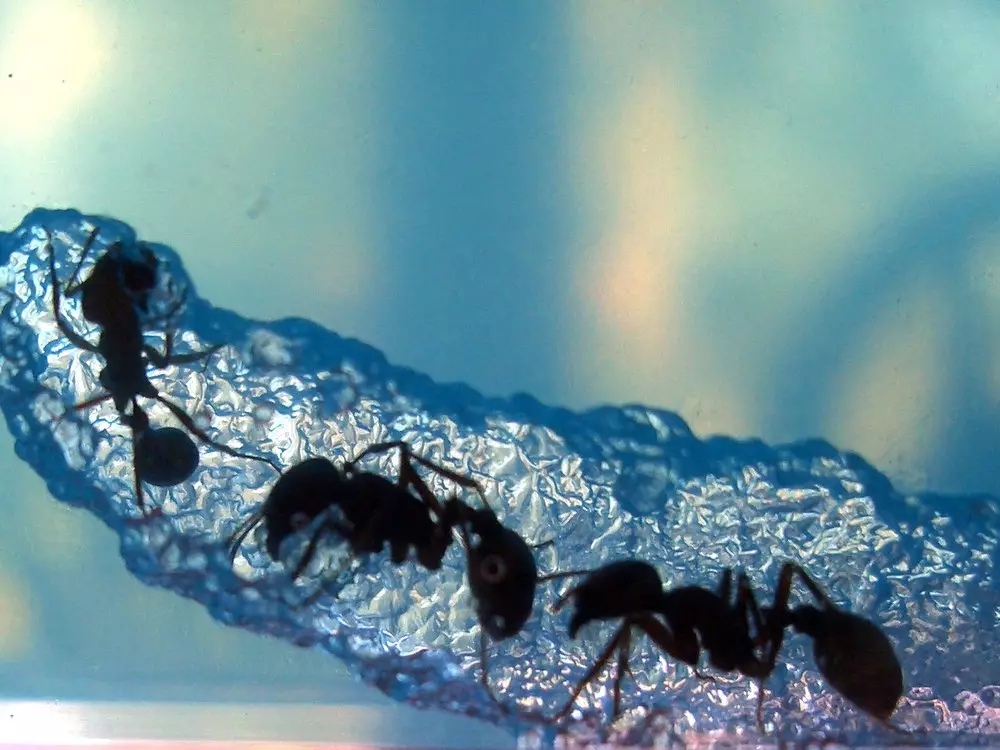 A vida de uma formiga não é um piquenique