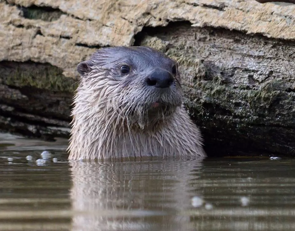 Lontra canadensis, otter renirano any Amerika Avaratra. (Nahazoan-dalana: Matthew Fryer)