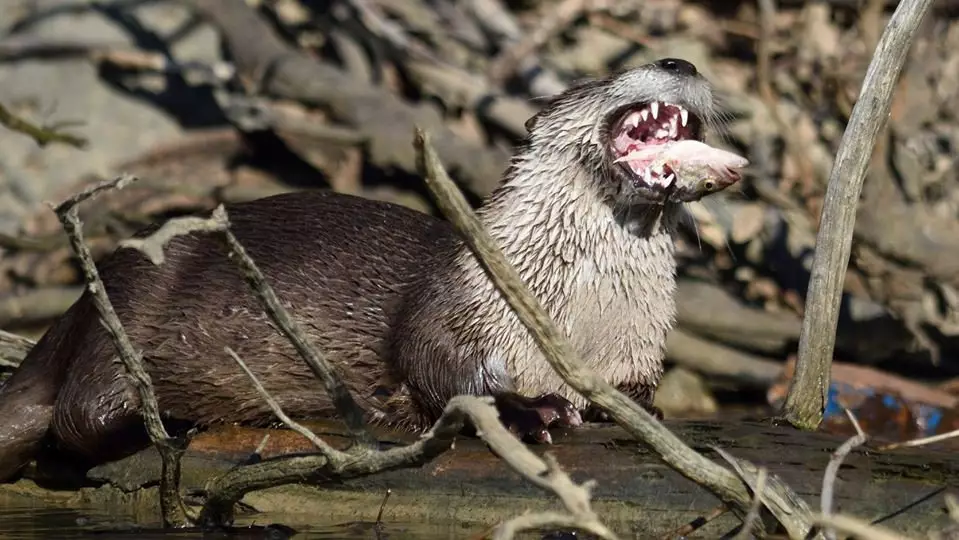 Nutria de río con la boca abierta y la cabeza de un pez sobresaliendo