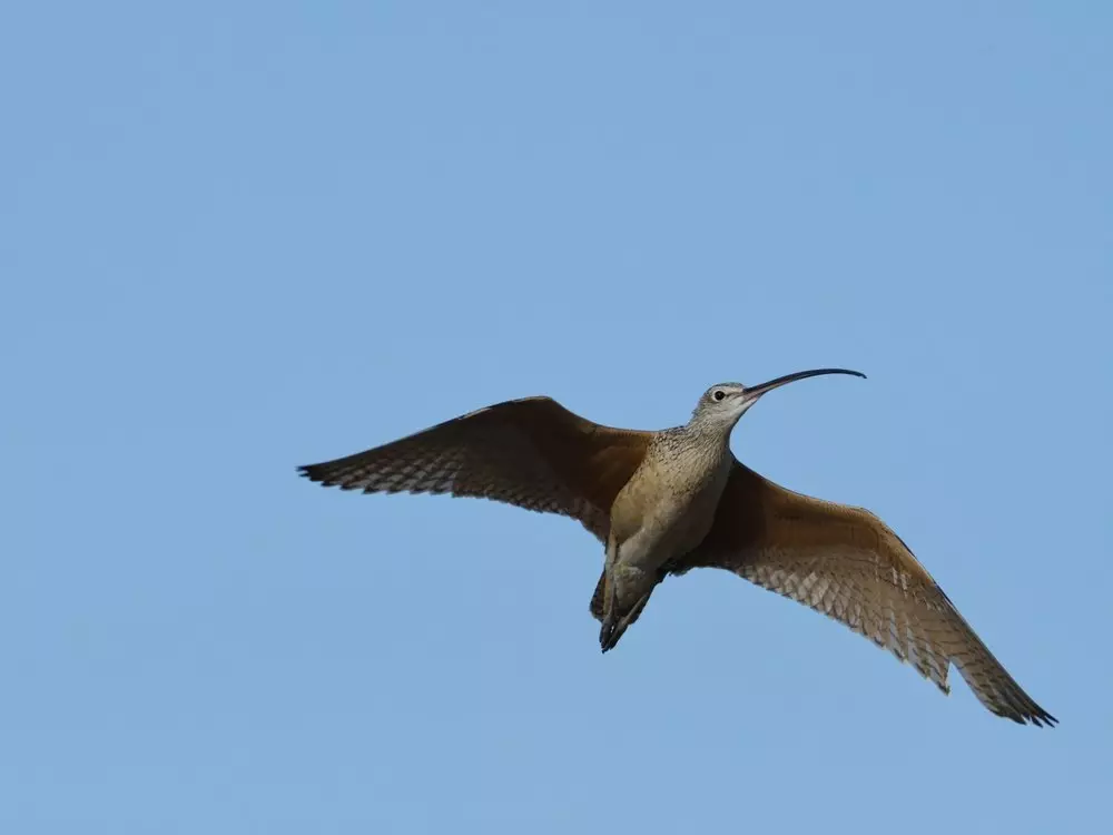 Curlew tal-billed fit-titjira