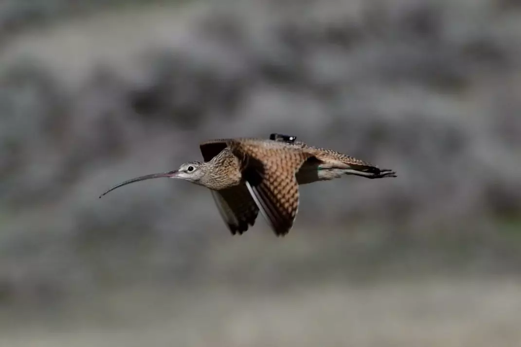 Een wulp met een lange snavel die vliegt met een gps-tracker op zijn rug