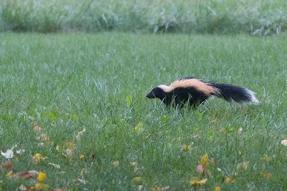 Skunk é um dos cheiros que esse pobre homem pensa que está cheirando.