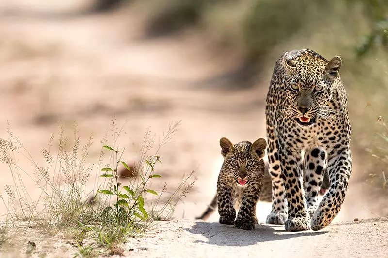 Vill du stödja naturvård i Afrika? Börja med att gå på en virtuell safari