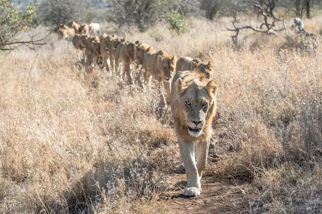 Te hanohana ny fiarovana ny bibidia any Afrika? Manomboka amin'ny fandehanana amin'ny Safari virtoaly