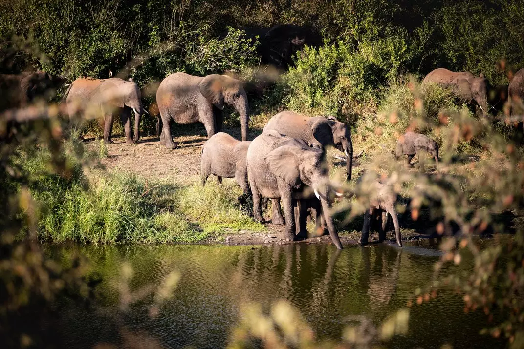 Ĉu vi volas Subteni Naturkonservadon en Afriko? Komencu Iri sur Virtuala Safaro