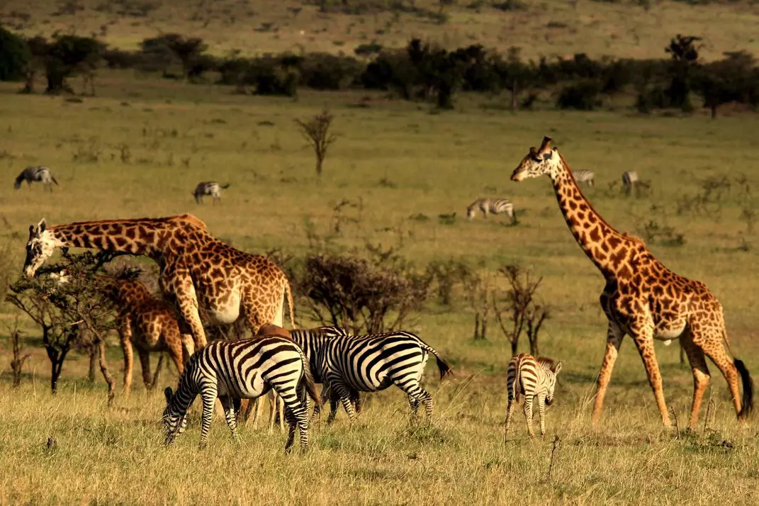 Te hanohana ny fiarovana ny bibidia any Afrika? Manomboka amin'ny fandehanana amin'ny Safari virtoaly