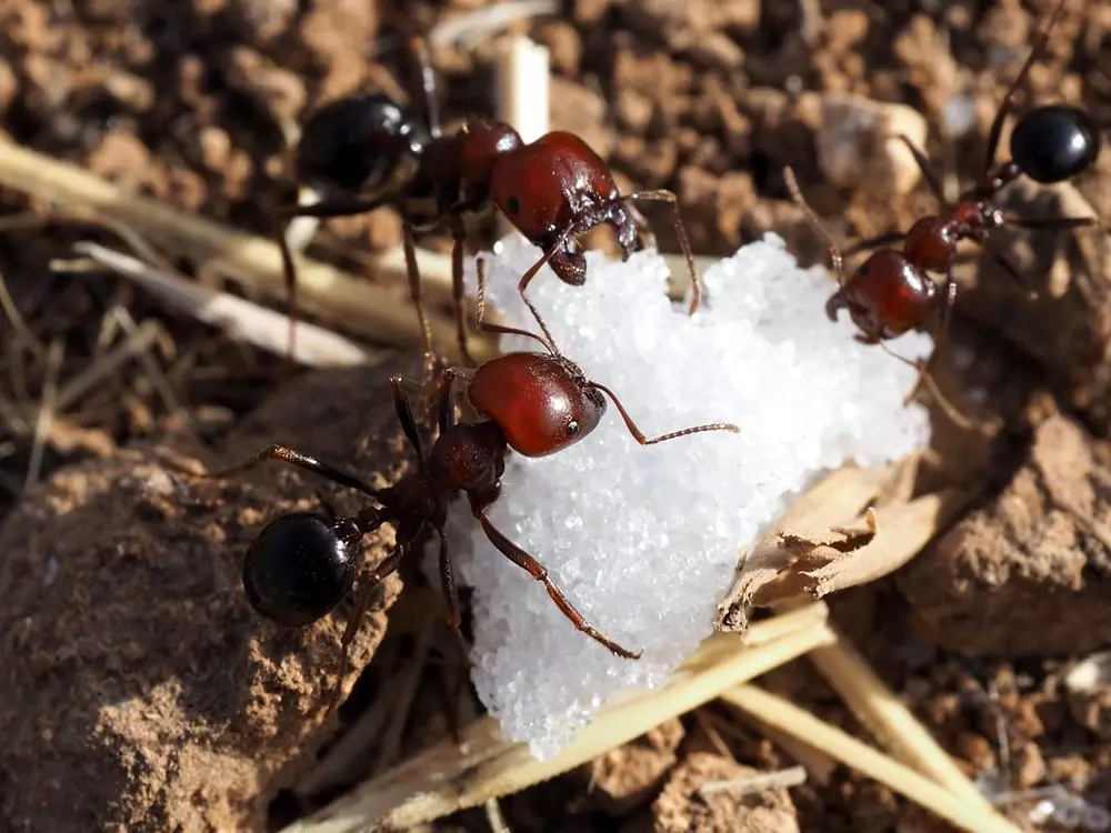 Missbrukarmyror visar att insekter också kan fastna på droger