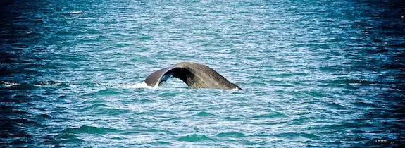 Whales Can Get Sunburned, Too