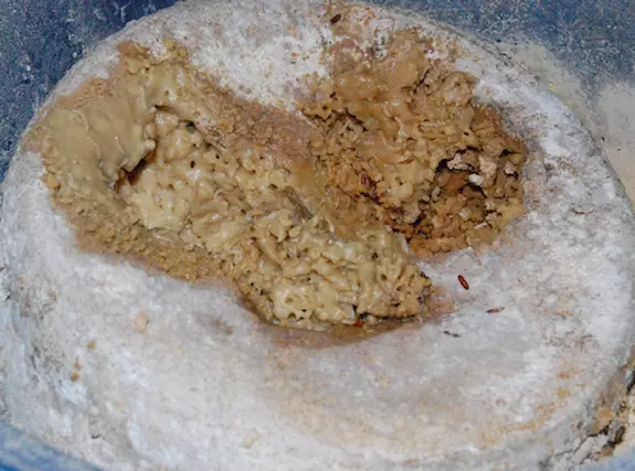 कैसु मार्ज़ू पनीर का यह मोहक हिस्सा फ्लाई लार्वा से समृद्ध है, लेकिन दुख की बात है कि संयुक्त राज्य अमेरिका में अवैध है।