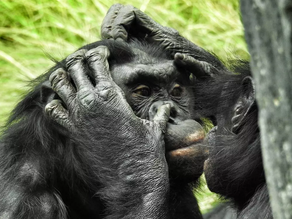 Zbliżenie na bonobo, który jest przygotowywany przez innego bonobo