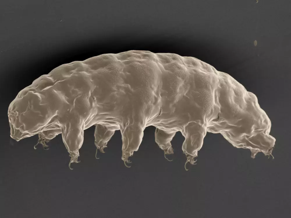 I geni dell'orso acquatico potrebbero aiutare a proteggere gli esploratori spaziali dalle radiazioni