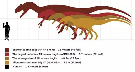 ڪيترن ئي Allosaurus نموني جي اندازي مطابق سائيز، بشمول
