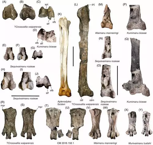 Un pingüí de mida humana va passar una vegada per Nova Zelanda