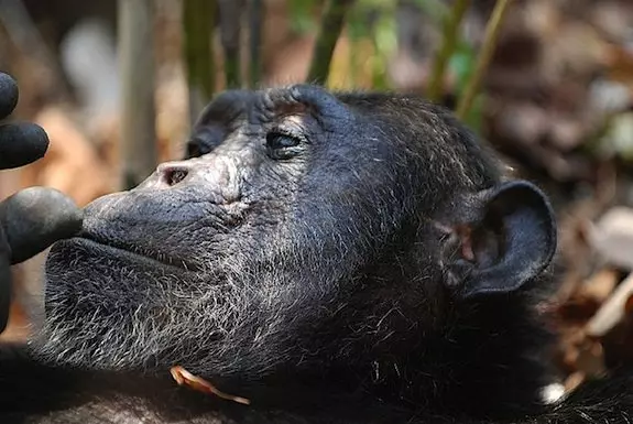 NIH Firanṣẹ Fere Ọkan-karun ti Awọn Chimpanzees Iwadi Rẹ Si Ifẹyinti