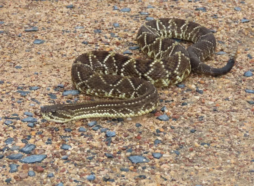 Koulèv sontal neotropikal la, Crotalus durissus, abite nan omwen 11 peyi Amerik di Sid. Espès sèpan sa a gaye toupatou epi li pwospere nan klima sèk. (Carla da Silva Guimarães)