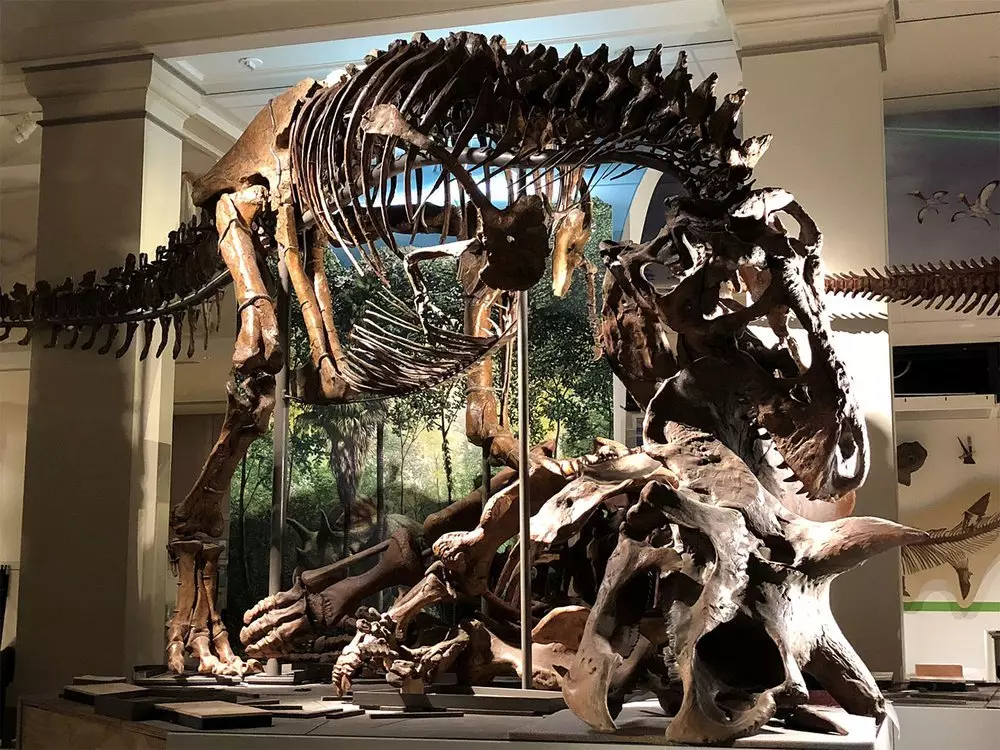 Тиранносаурус рек је први пут откривен 1900. године, а име је добио 1905. Али није се много знало о томе како је живео или умро. (УСНМ 555000 и УСНМ 500000, Смитхсониан)
