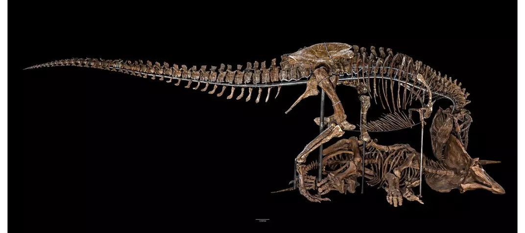 T. rex skeleton akudya chifupa cha triceratops chakuda