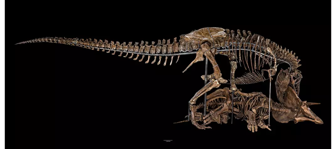 Schelet de T. rex care mănâncă un schelet de triceratops pe fundal negru