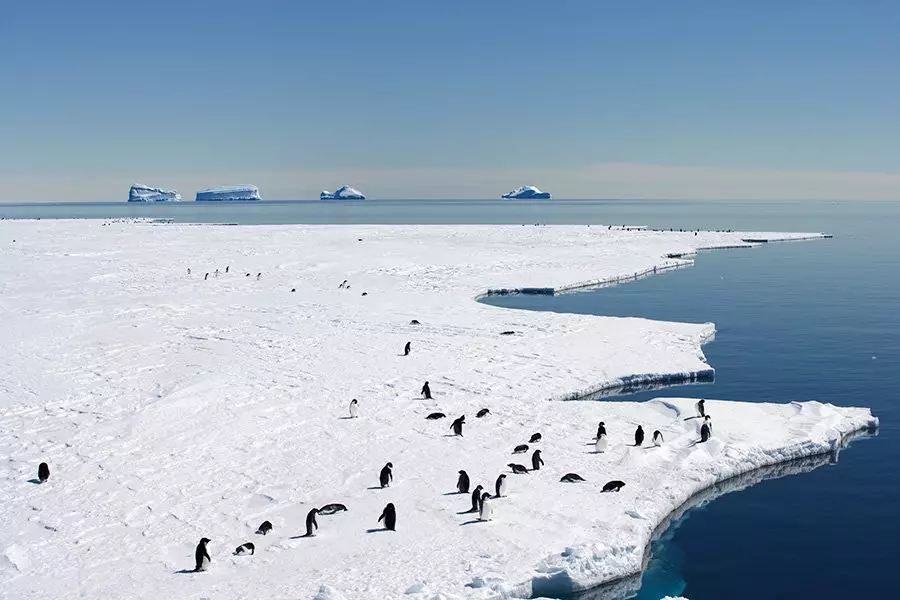 Pinguïns in Oost-Antarctica