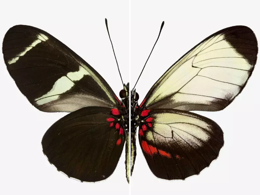 Des scientifiques identifient les gènes qui peignent les ailes de papillon