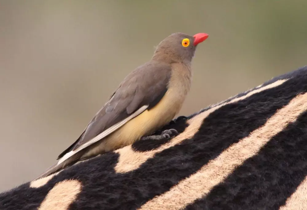 Ces petits oiseaux sur le dos des rhinocéros boivent du sang