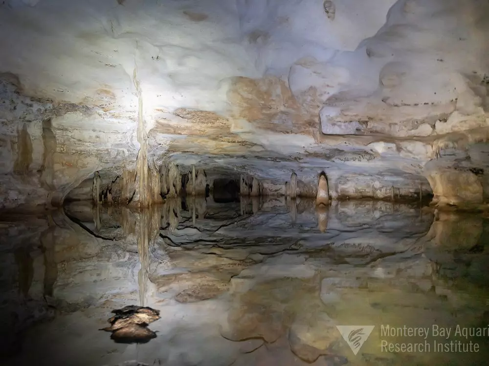 タークス・カイコス諸島の浸水した洞窟の通路の口を見つめています。隠された洞窟のプールは、ダイビングライトとフォトフラッシュで照らされています。 （ヨーストダニエルズ、モントレー湾水族館研究所）