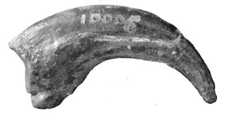 Dryptosaurus-ի ահեղ ձեռքի ճանկը