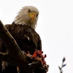 Bald Eagles Qhia qhov nyuaj hauv kev txuag tsiaj qus