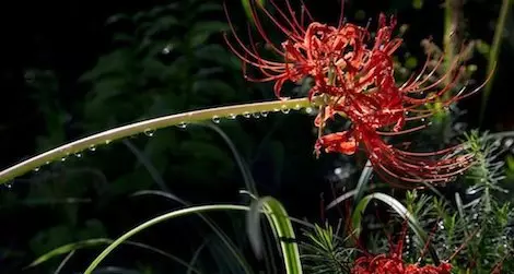 MIFANANIDZO: Shanyira Smithsonian Gardens 'Maruva Maruva