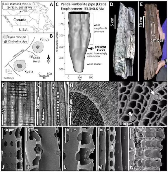 化石化した木材の画像と、それが見つかった場所。