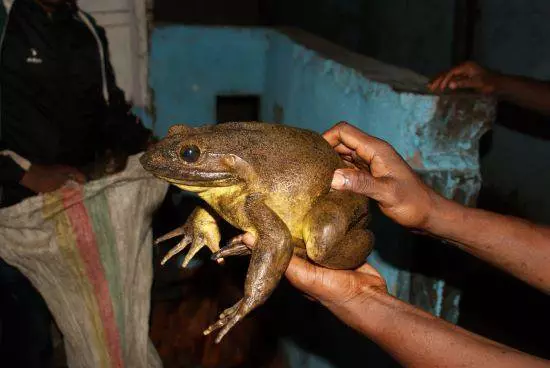 How Did the World’s Largest Frog Get So Big? Possibly by Building Its Own Ponds