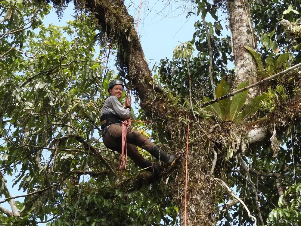 Wéi d'Wëssenschaftler d'Geheimnisser vum Liewen am Regenwald Canopy entdecken