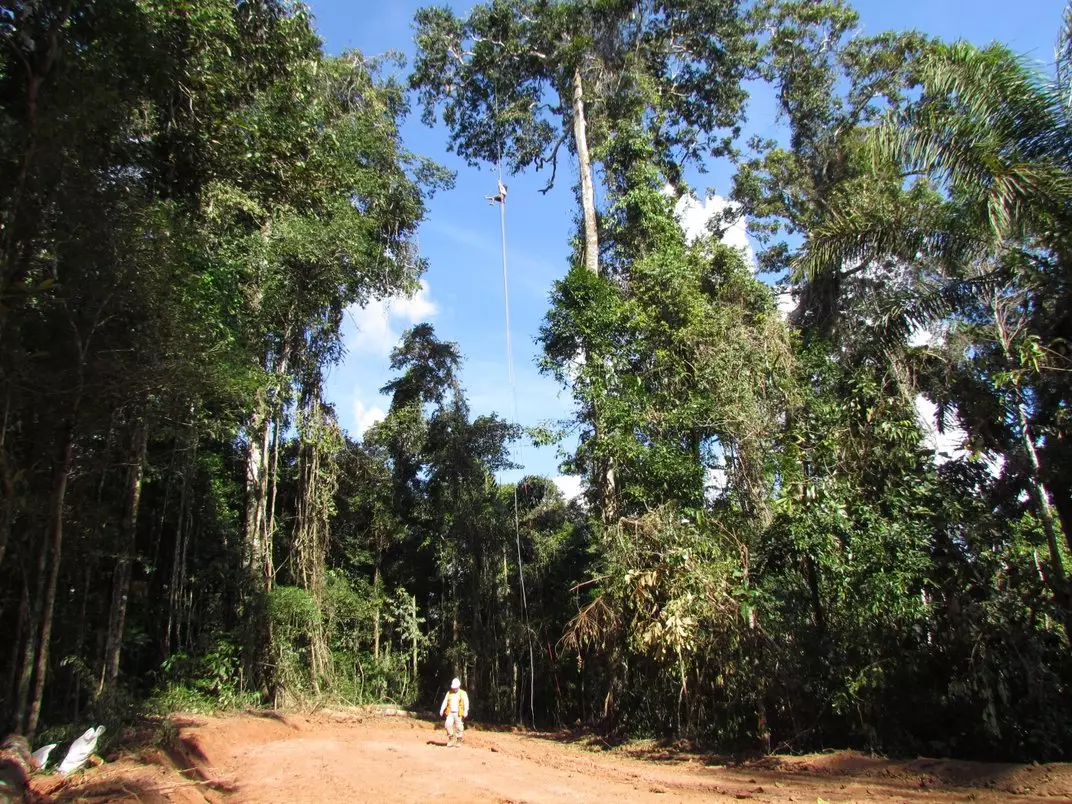 Tebigaty goraýjy biolog, Peru Amazonyndaky turbageçirijiniň üstündäki ýagyş tokaýlygyna ýokary çykmak üçin ýüp ulanýar.