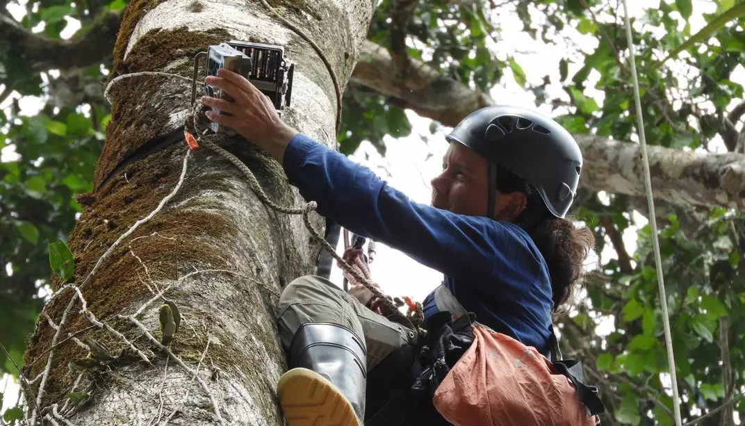 Conservation biologist Tremie Gregory txuas lub koob yees duab cuab rau ib ceg loj nyob rau hauv lub canopy ntawm Peru lub rainforest.