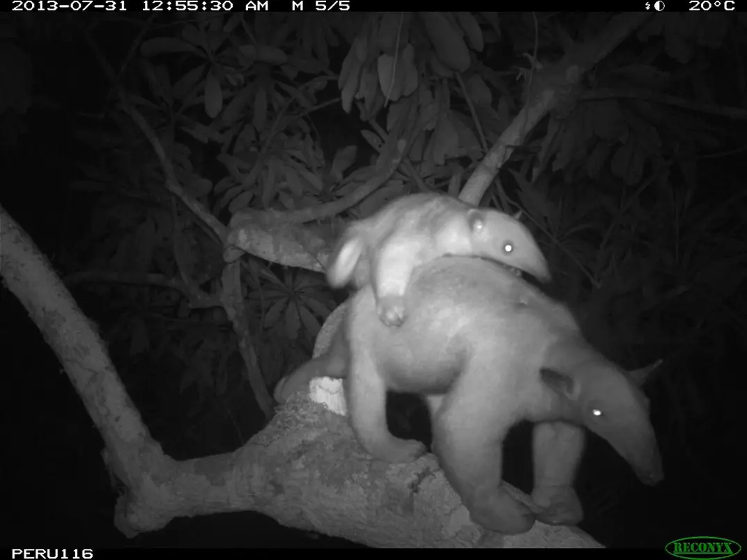 Fotografia z nočnej fotopasce tamandua kráčajúceho po konári v korunách dažďového pralesa s dieťaťom na chrbte.