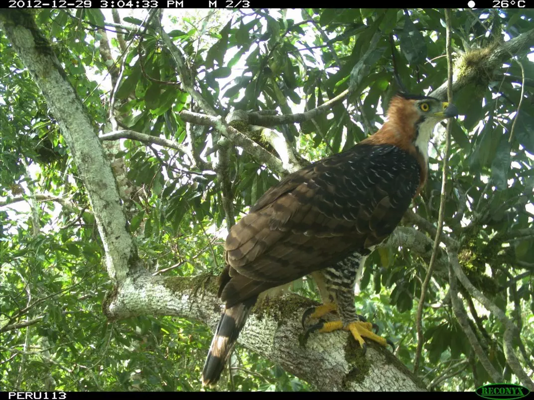 Lub koob yees duab cuab yees duab ntawm ib tug noog loj, hu ua ornate hawk-eagle, perched ntawm ib ceg siab nyob rau hauv rainforest canopy hauv Peru.