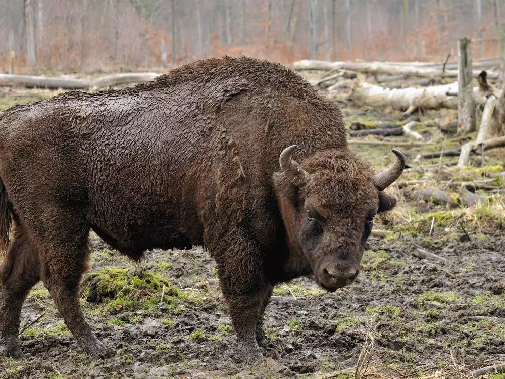 Bison duurjoogta ah ayaa lagu arkay Jarmalka markii ugu horreysay muddo laba qarni ah. Dabadeed Waa La toogtay