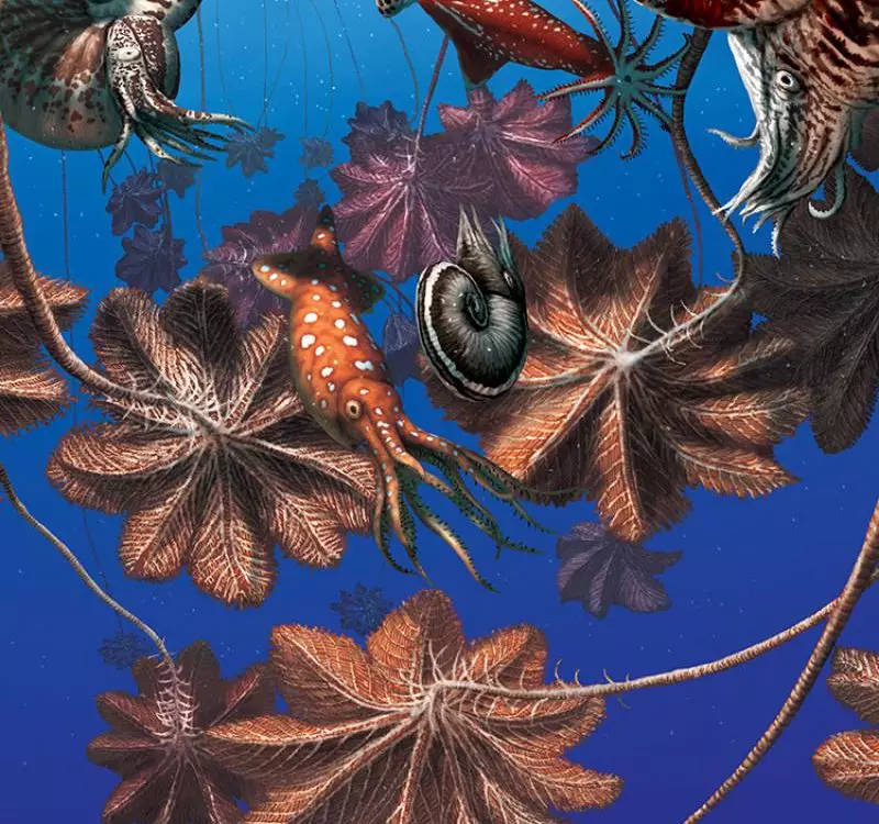 Crinoid Rafts