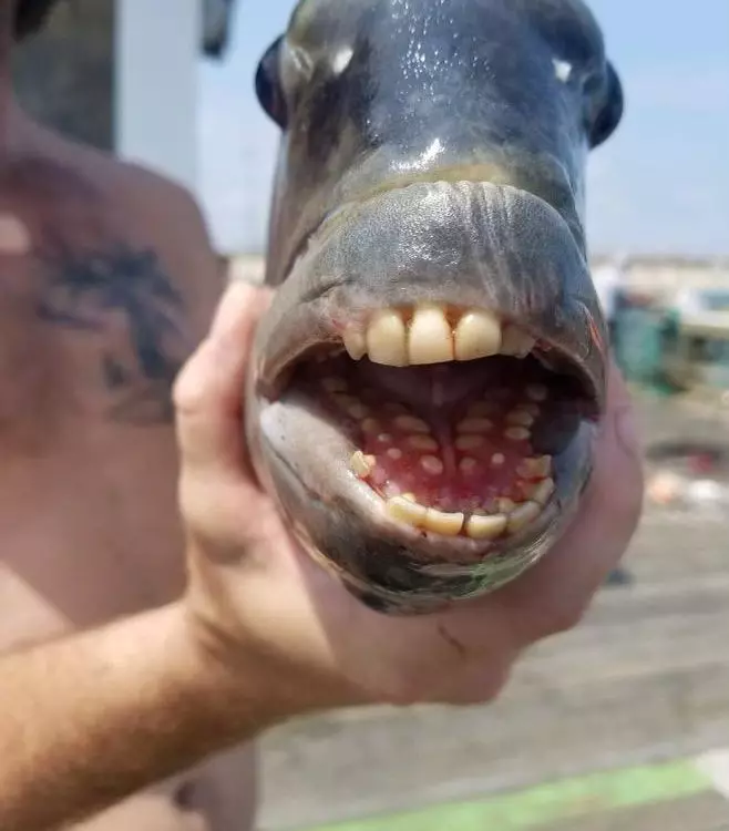 Een afbeelding van een close-up van een sheepshead-vis. De vis heeft zijn mond open en je kunt zijn mensachtige tanden zien.